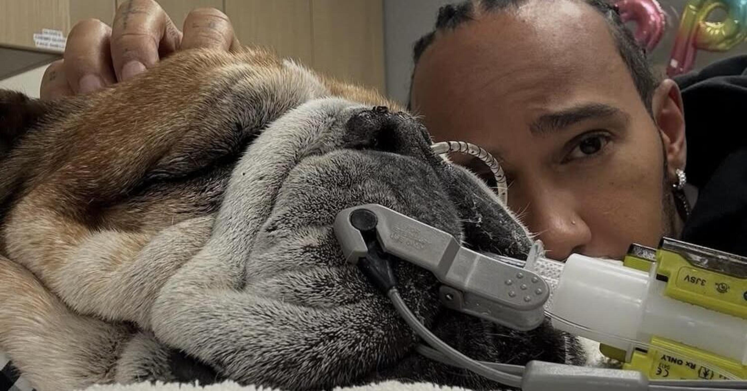 Paura per Lewis Hamilton: il suo cane Roscoe è grave, saltato il test ...